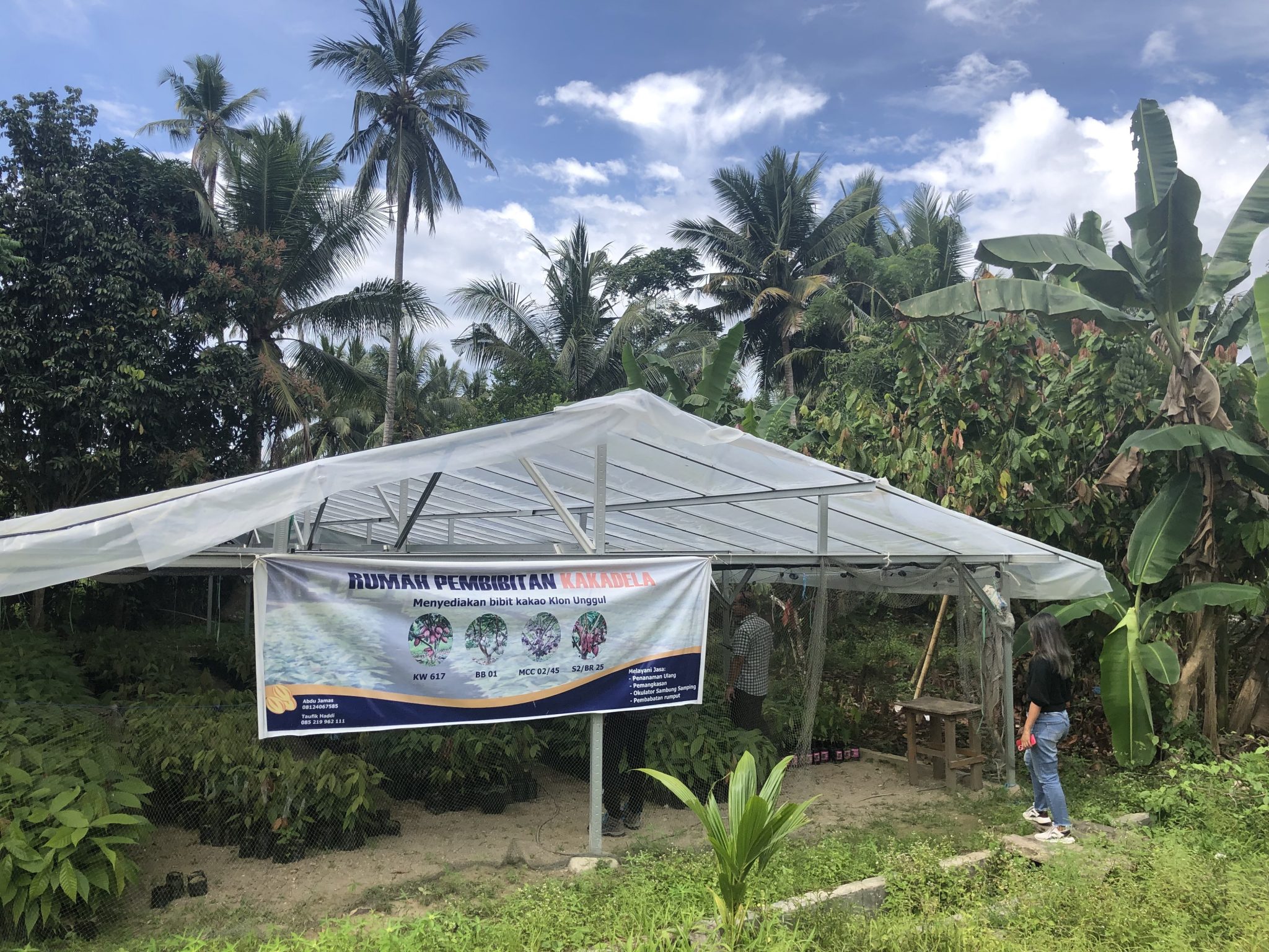 Advancing Cocoa Agroforestry: A Year in Review | Institute for ...